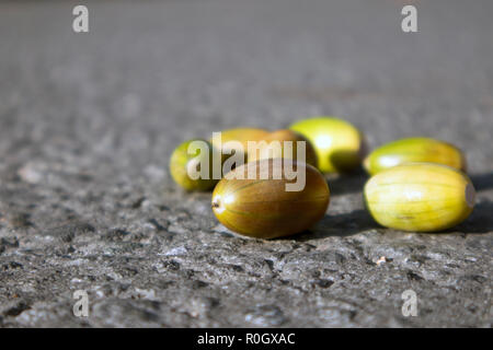 Few multicolored unripe acorns lying on the gray dry asphalt, autumn ...