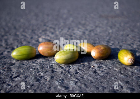 Few multicolored unripe acorns lying on the gray dry asphalt, autumn ...