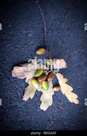 Few multicolored unripe acorns lying on the gray dry asphalt, autumn ...