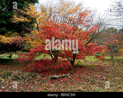Red Maple, Acer rubrum 'October Glory', and Fastigiate Norway Maple ...