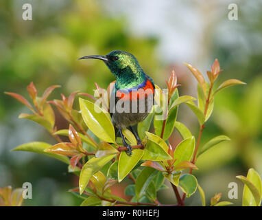 Southern Lesser Double-Collared Sunbirds (Cinnyris chalybea), South ...