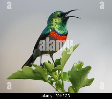 Southern Lesser Double-Collared Sunbirds (Cinnyris chalybea), South ...