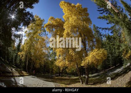 Xinjian, Xinjian, China. 5th Nov, 2018. Xinjiang, CHINA-Autumn scenery ...