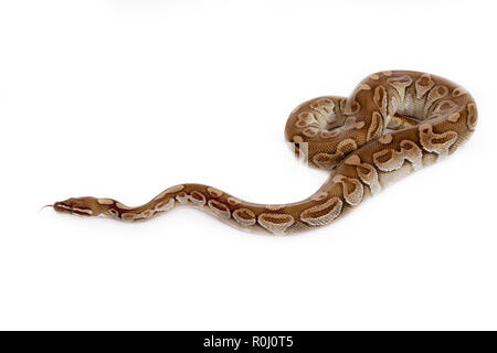 The royal python isolated on white background Stock Photo - Alamy