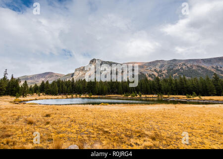 Alpine meadow in autumn, Mt. Kidd, The Wedge, Kananaskis Country ...