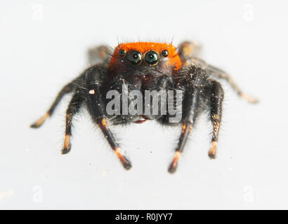 beautiful looking jumping spider on a red flower Stock Photo - Alamy