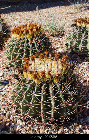 Botany - Cactaceae. Emory's barrel cactus (Ferocactus emoryi Stock ...
