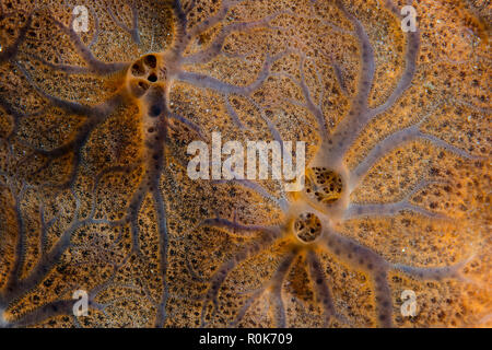 An encrusting sponge grows on a coral reef in Indonesia. Sponges act as ...