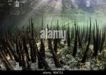The aerial roots Pneumatophores, Mangrove forest in Krabi, Thailand ...