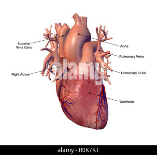 Illustration of the cardiac valves of the heart. This superior view ...