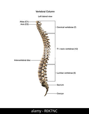 Spinal Cord Vertebral Column Atlas of Human Skeleton System Anatomy ...