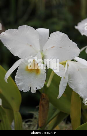 Flawless, beautiful, stunning cultivated cattleya porcia orchid flower ...