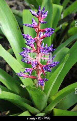 Flawless, beautiful, stunning cultivated Aechmea ‘Blue Tango’ plant ...