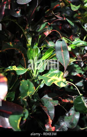 Stunning, flawless croton codiaeum, variegated croton, curly boy plant ...