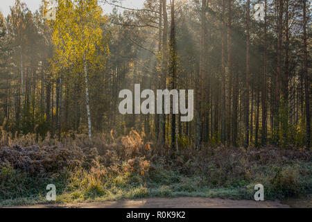 Light haze in the forest. Frost melts on the grass from the sun Stock ...