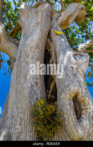 New Zealand, tree bark Stock Photo - Alamy