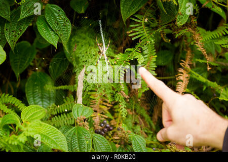 Bug at Cameron Highlands, Malaysia, South East Asia Stock Photo - Alamy