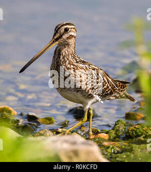 Common Snipe in close at Slimbridge WWT Stock Photo - Alamy