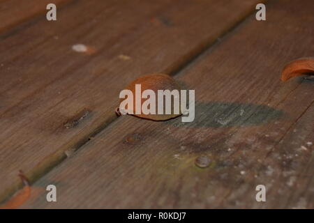 Hickory nut hull on a wood deck Stock Photo - Alamy