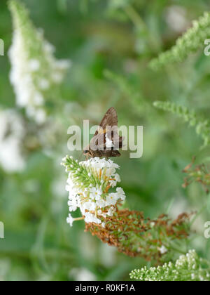 A Moth Fluttering in a Garden of White Flowers on a Sunny Day in Spring ...