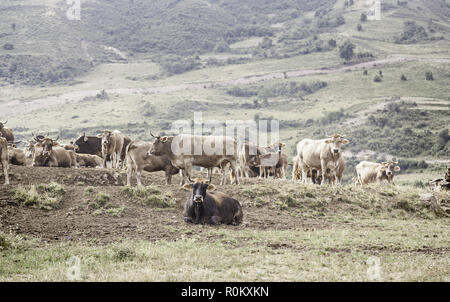 Cows in the mountains, detail of a wild animal, livestock and animal ...