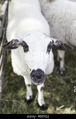 Sheep farm in captivity, detail of some animals to produce wool and ...