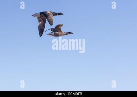 Two pale-bellied Brent Geese (Branta bernicla hrota) flying side by ...