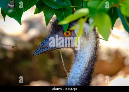 Emu at Rockhampton Botanical Gardens & Zoo Stock Photo - Alamy