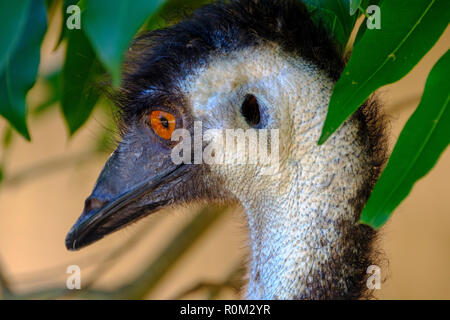 Emu at Rockhampton Botanical Gardens & Zoo Stock Photo - Alamy