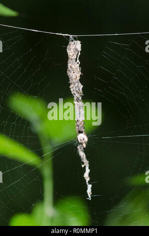 A "trashline" orb weaver spider (Cyclosa sp.) in its web. This spider ...