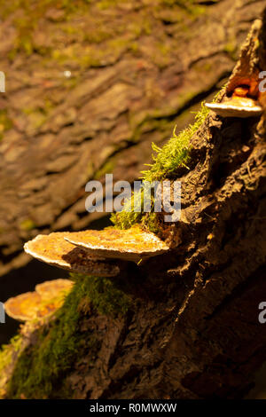 Light brown Polypore mushrooms growing on a tree in the rainforest of ...