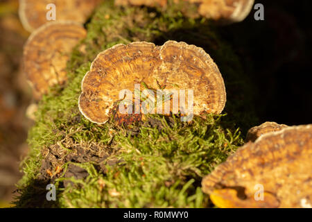 Colour photograph of a group of Blushing bracket polypores growing on ...