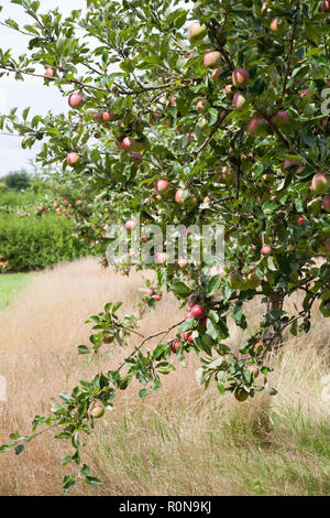 Fruit, Apple, Katy apples growing on the tree in Grange Farms orchard ...