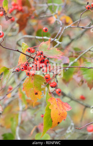 Fruit of the autumn season the red seed of the pomegranate Stock Photo ...