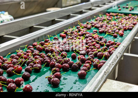 Cherries on a conveyor Stock Photo - Alamy