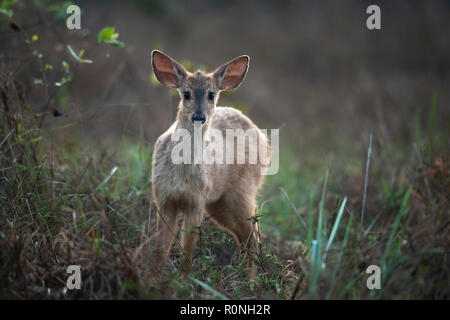 Gray brocket - veado-catingueiro ( Mazama gouazoubira) grazing on a ...