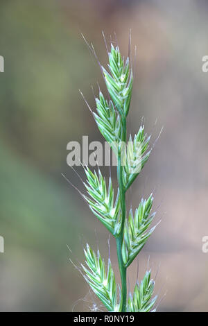 ITALIAN RYE-GRASS Lolium multiflorum (Poaceae Stock Photo - Alamy