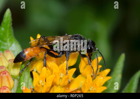 Wasp on orange flower Stock Photo - Alamy