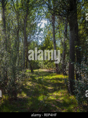 Nkwe Nature reserve and recreational area, Pretoria, South Africa Stock ...