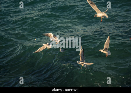 Seagulls are on and over the sea waters Stock Photo - Alamy
