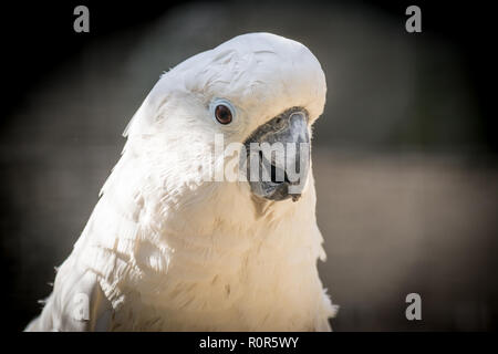 White parrot cockatoo with a cheerful mood close-up. Sulphur-crested ...