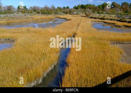 The salt marsh in Assateague Island National Seashore Park Stock Photo ...