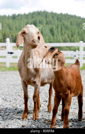 Nubian Goat kid Stock Photo - Alamy