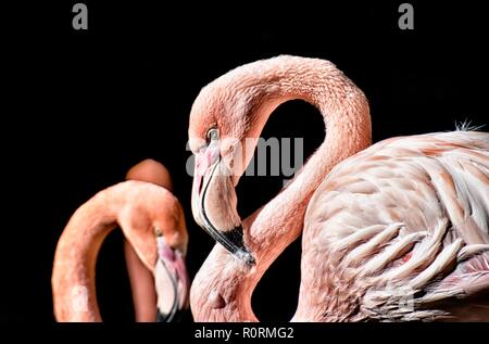 White swan on the beach in sunny day. Flock of wild ducks on the ...