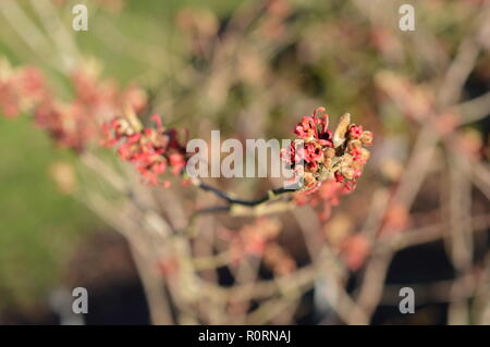 Hamamelis x intermedia Georges Stock Photo - Alamy