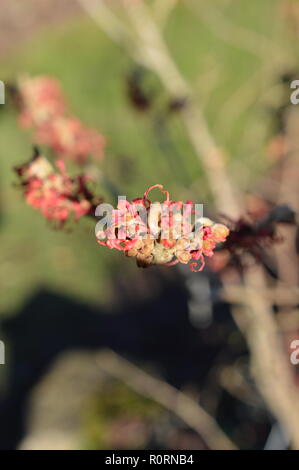 Hamamelis x intermedia Georges Stock Photo - Alamy