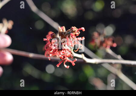 Hamamelis x intermedia Georges Stock Photo - Alamy