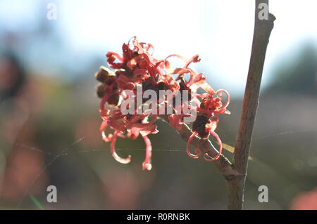 Hamamelis x intermedia Georges Stock Photo - Alamy