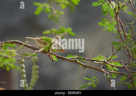 Little sparrow bird sitting alone Stock Photo - Alamy