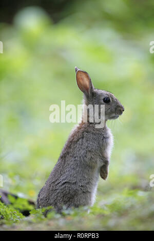 The European rabbit (Oryctolagus cuniculus) or coney is a species of ...